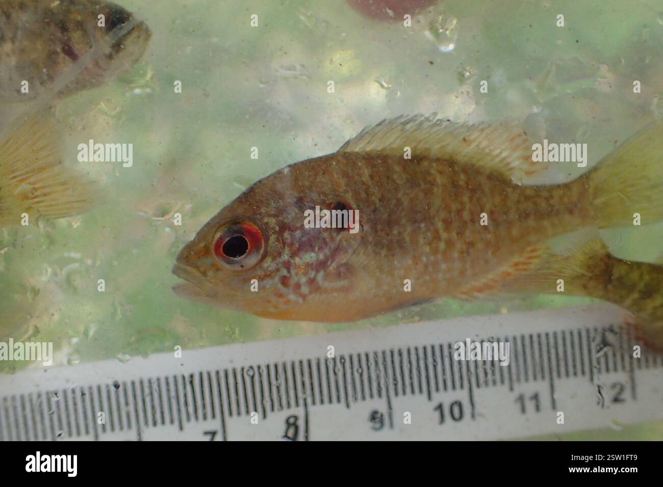 Northern Sunfish (Lepomis peltastes), Actinopterygii, Kenora District ...