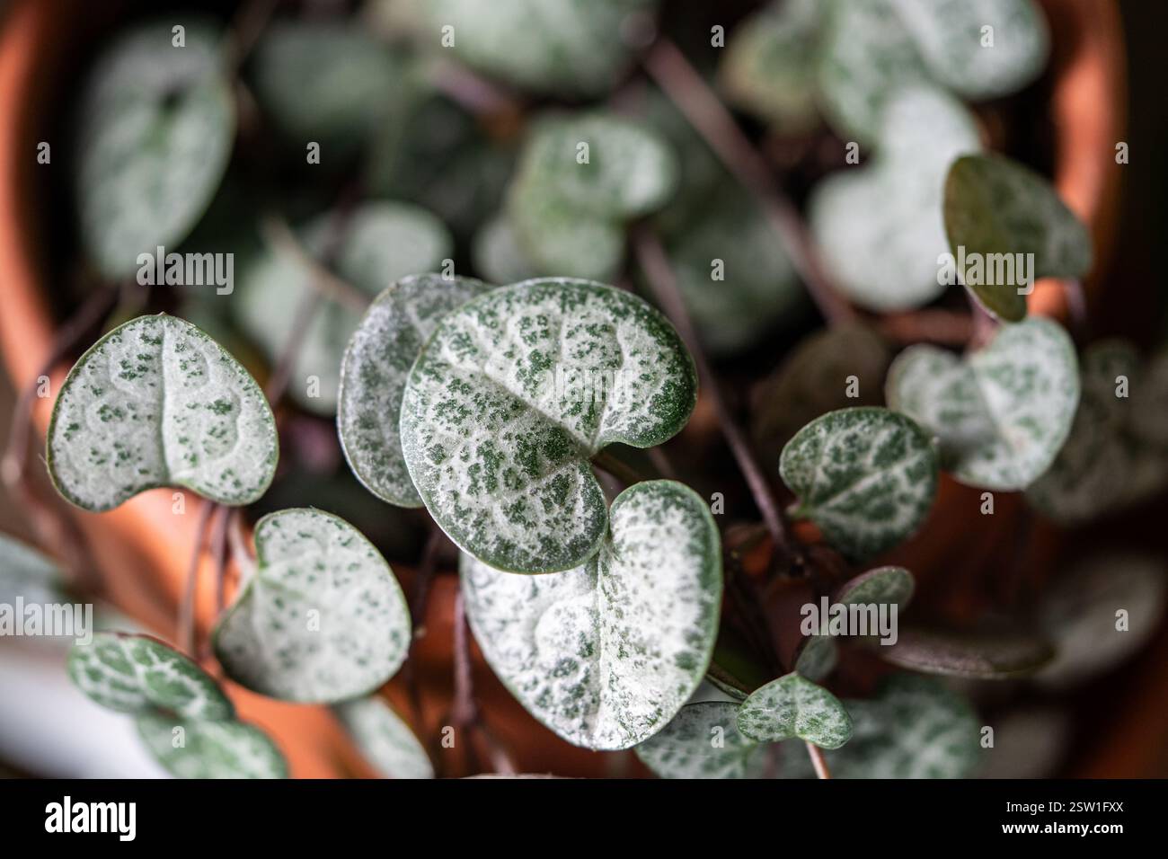 Ceropegia Woodii houseplant with long heart shaped leaves closeup ...