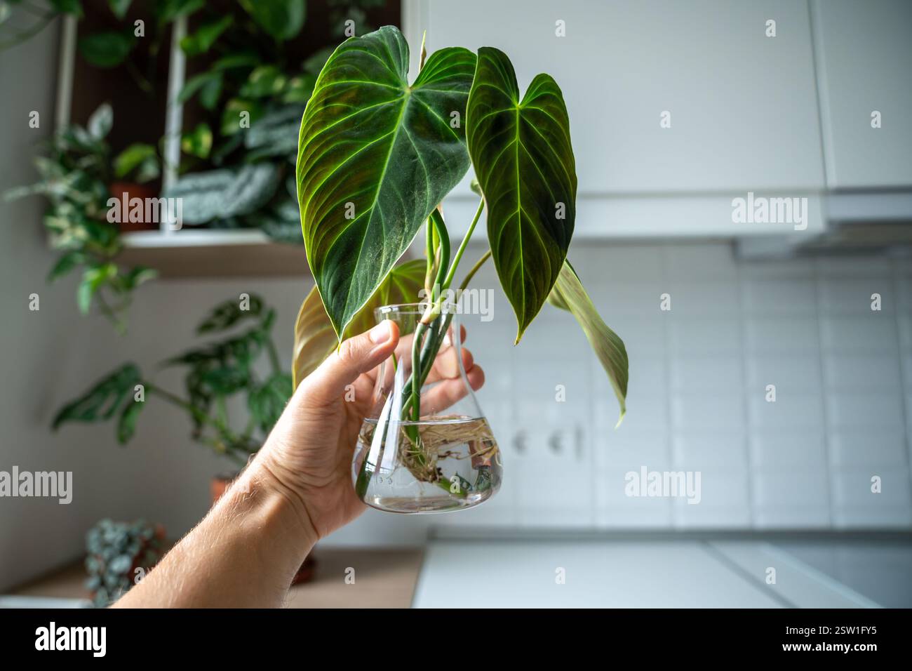 Hand holds glass jar with sprouts of Philodendron melanochrysum ...