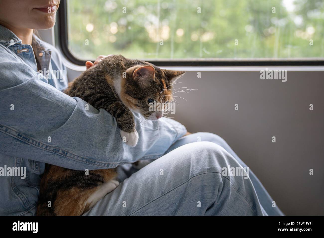 Traveling with pets. Restless cat sits on owner lap due public ...