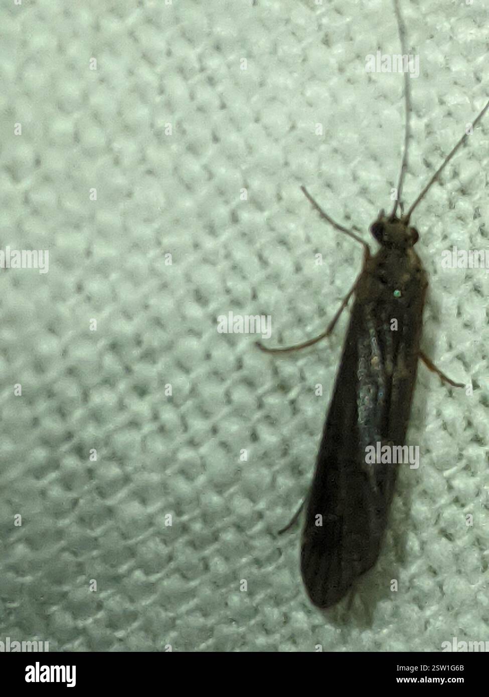 Insects (Insecta), Insecta, Wayne County, IN, USA, attracted to light ...