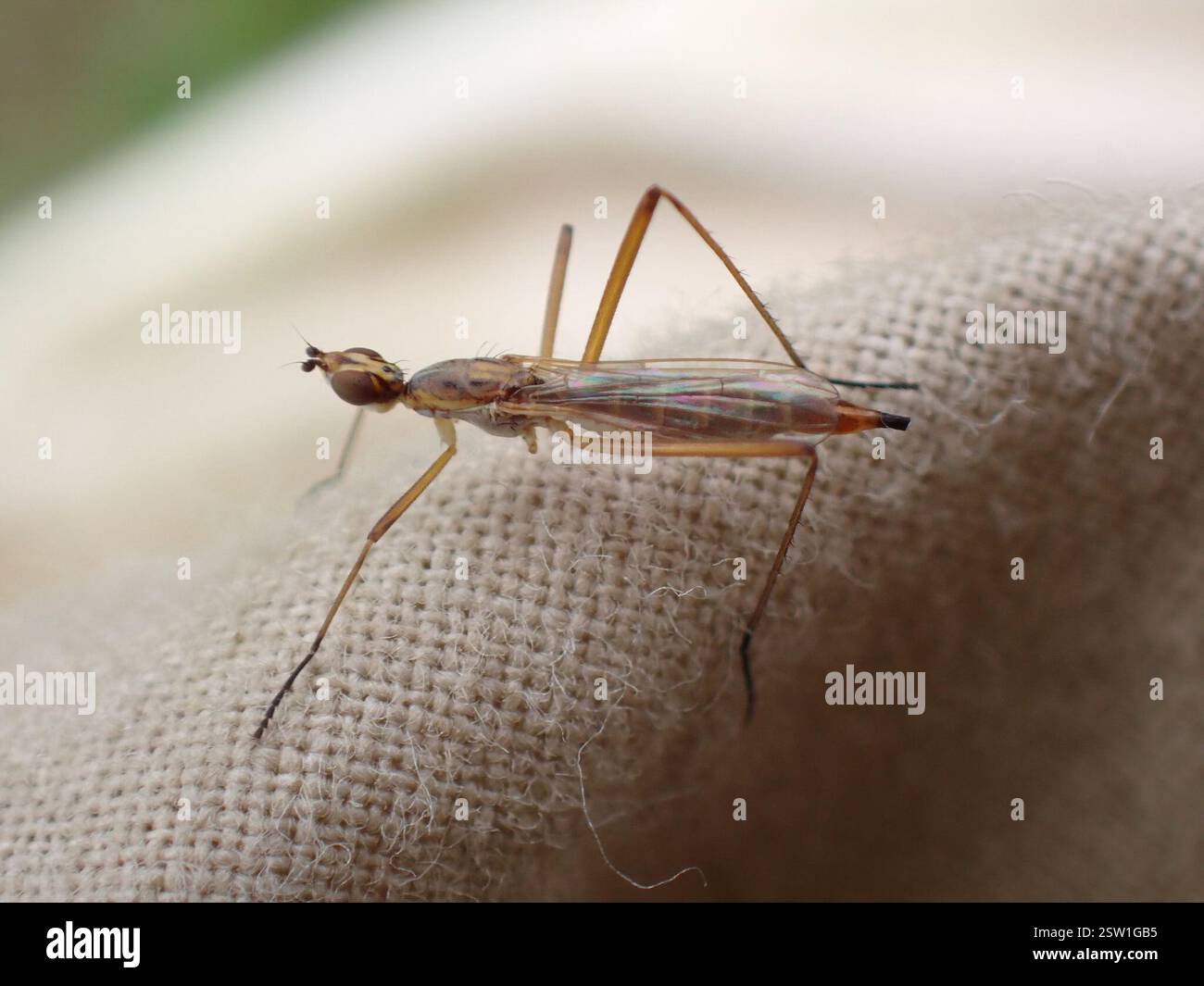 (Micropeza lineata), Insecta, Val Marie No. 17, SK S0N, Canada, This ...