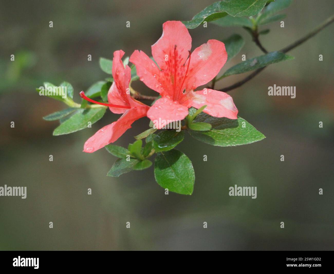 torch azalea (Rhododendron kaempferi), Plantae, Kankakedori, Shodoshima ...