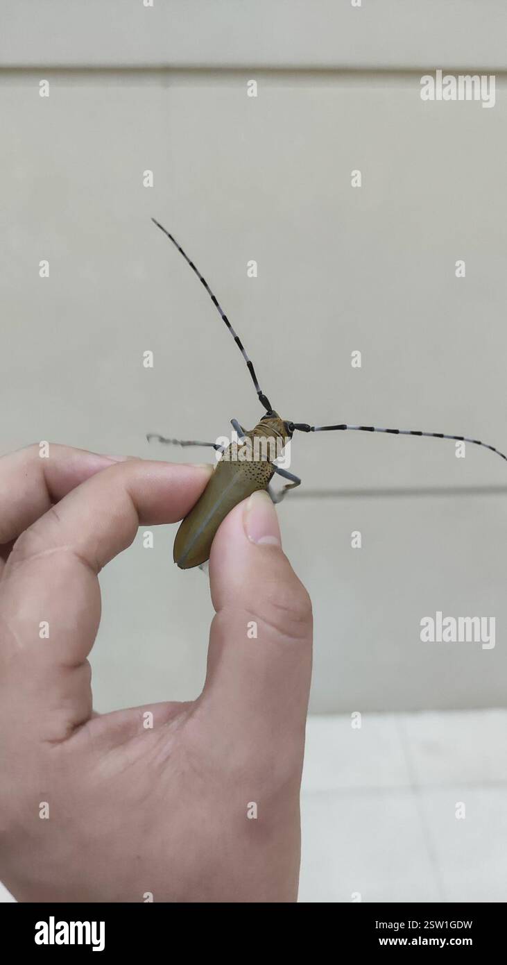 (Apriona rugicollis), Insecta, Hangzhou, CN-ZJ, CN Stock Photo - Alamy