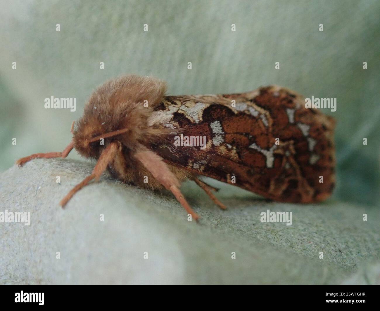 Map-winged Swift (Korscheltellus fusconebulosa), Insecta, Duntocher ...
