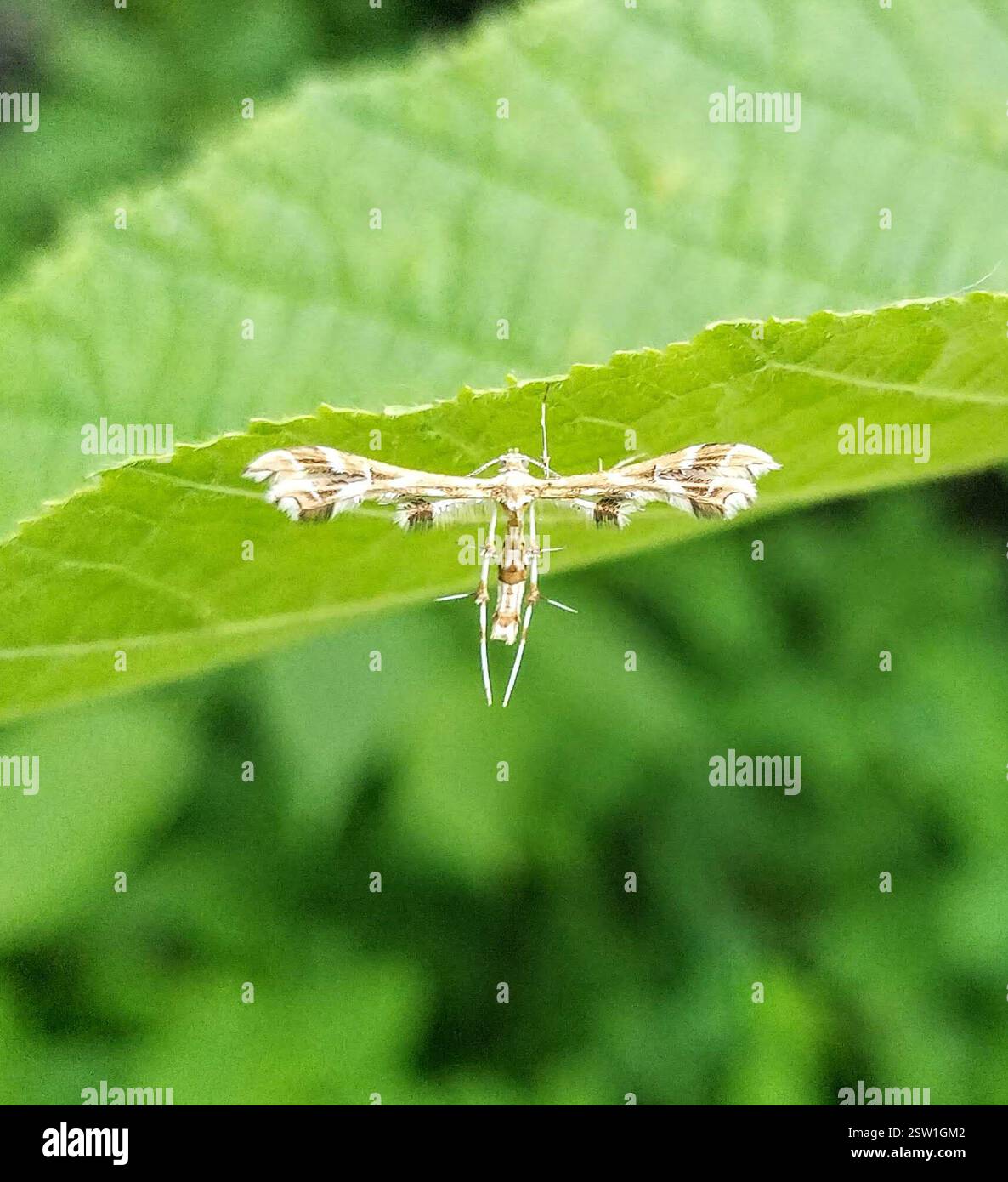 Grape and Sheppard's Plume Moths (Geina periscelidactylus), Insecta ...