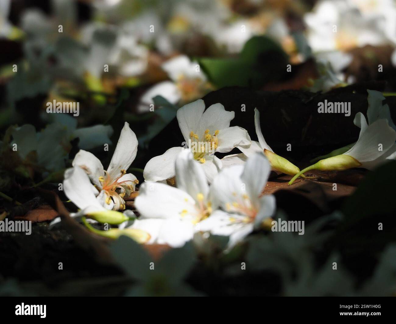 mu oil tree (Vernicia montana), Plantae, 台灣新北市 Stock Photo - Alamy