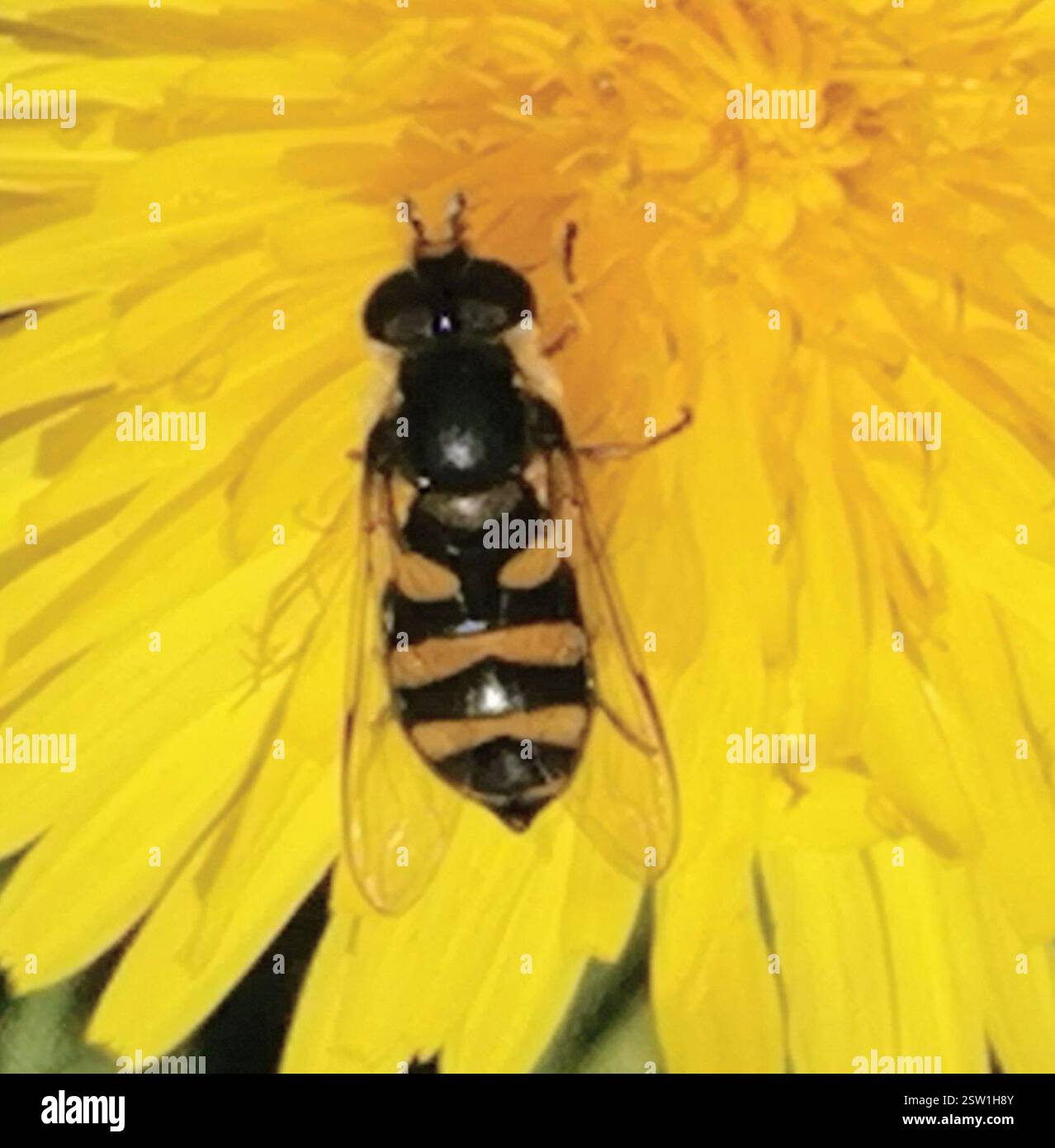 Didea hi-res stock photography and images - Alamy