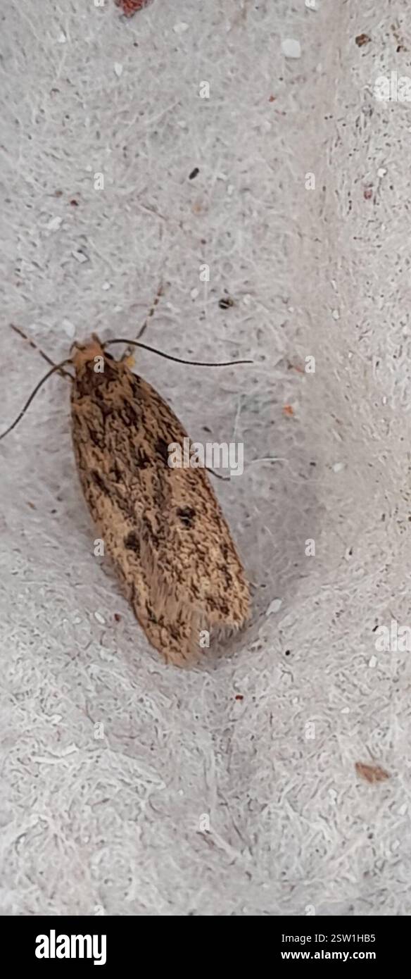 Brown House Moth (Hofmannophila pseudospretella), Insecta, Liverpool ...