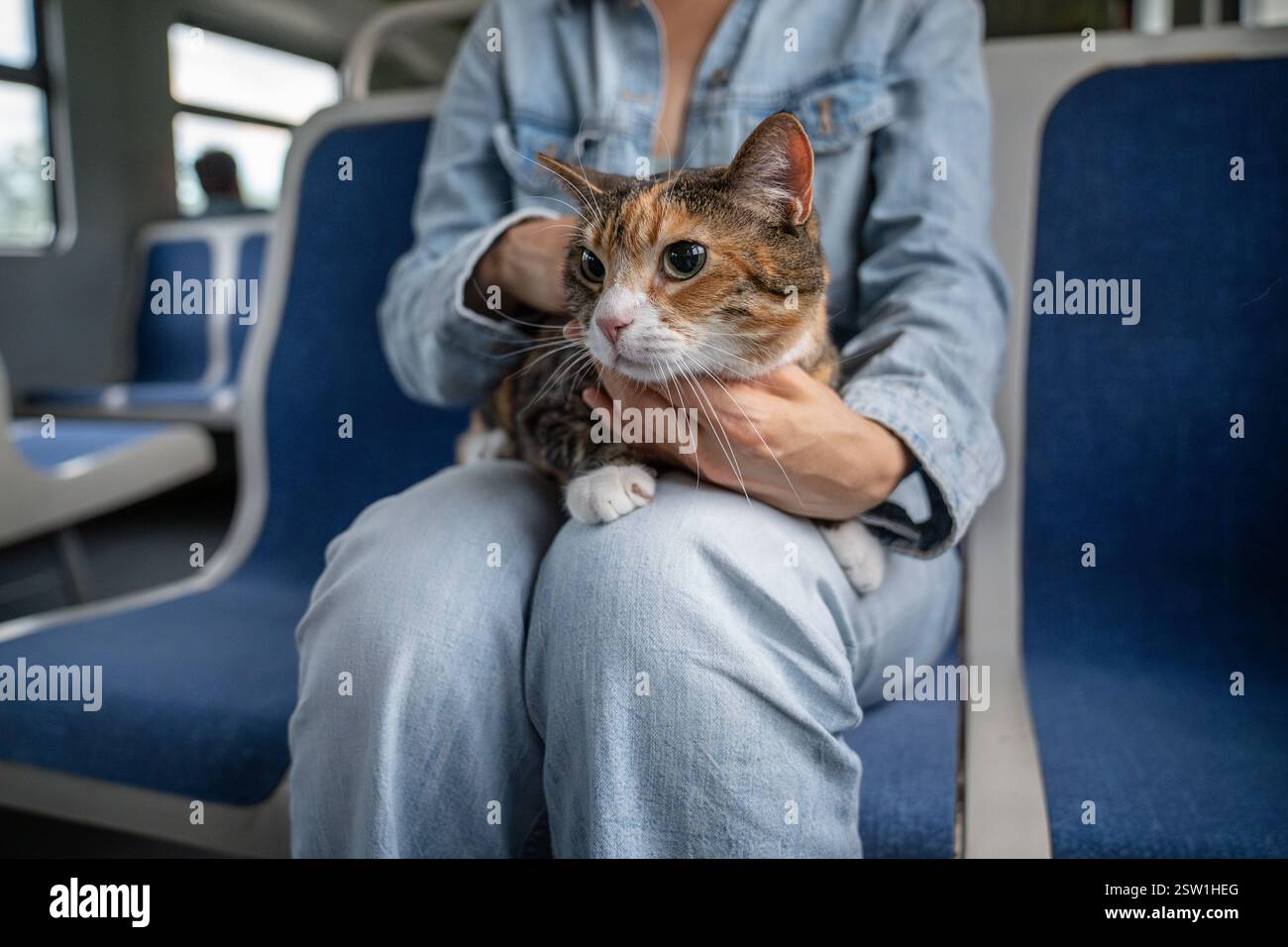 Domestic cat travelling on a train, nervous and stressed, sits on ...