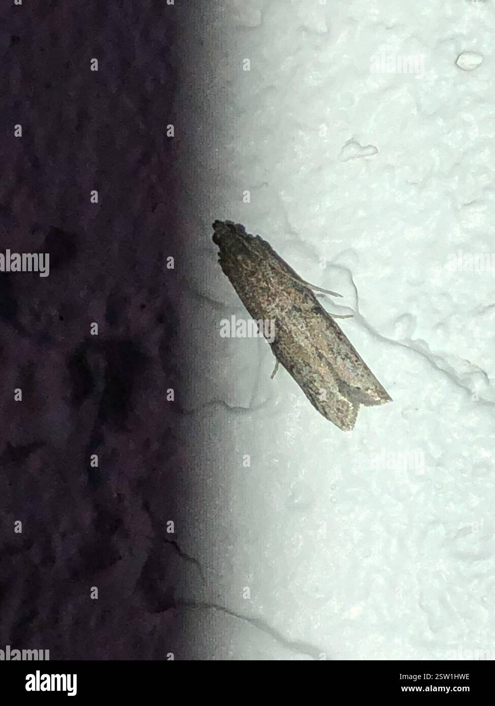 Beehive Honey Moth (Vitula serratilineella), Insecta, Hillcrest Ave ...