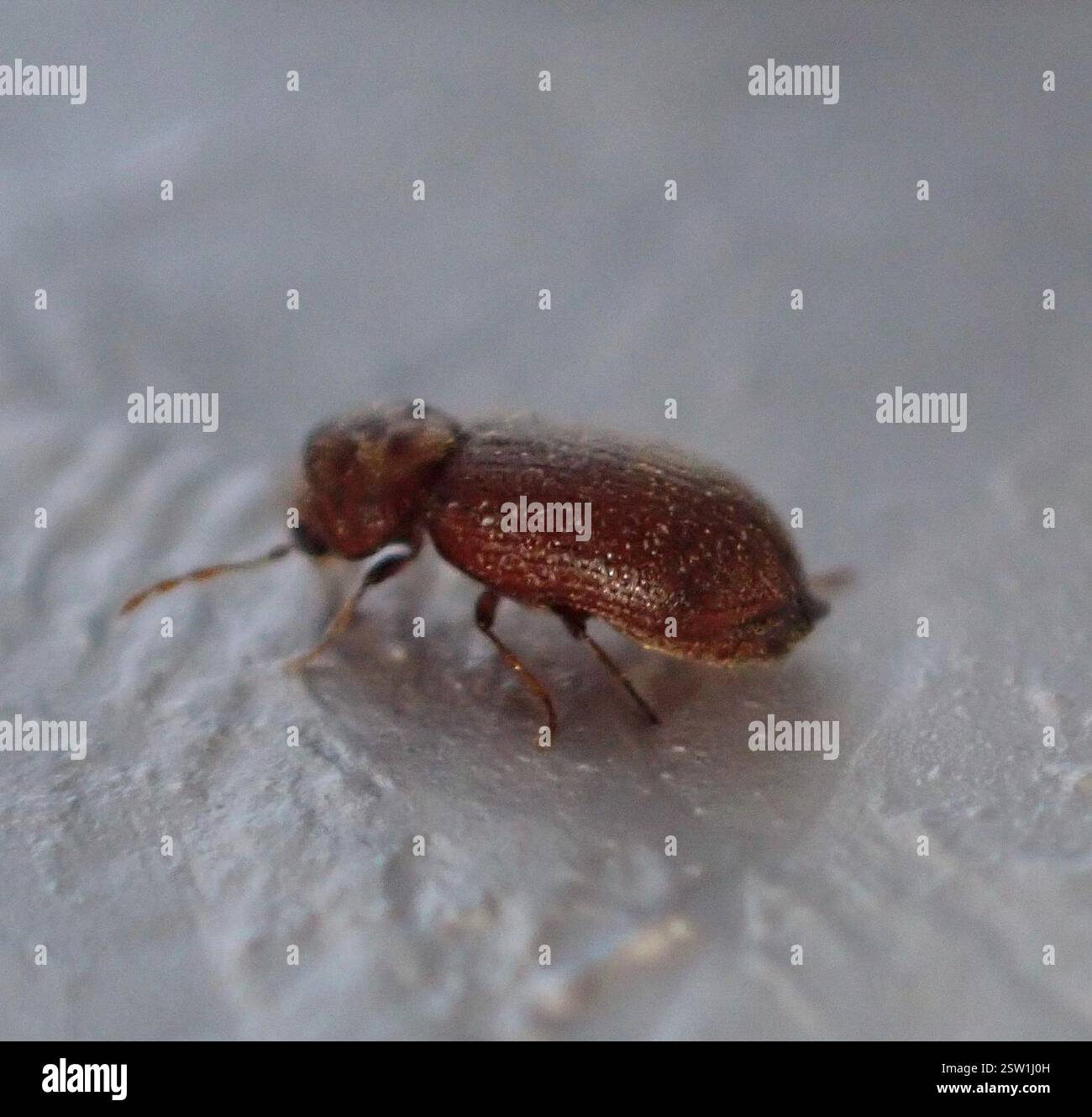 Drugstore Beetle (Stegobium paniceum), Insecta, Graafland, Groot-Ammers ...