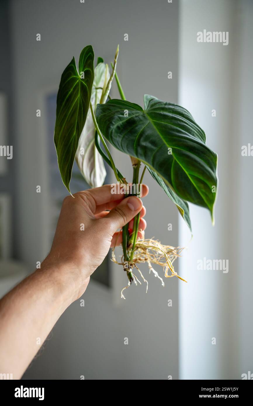 Hand holding sprout of Philodendron splendid cutting with roots. Plant ...