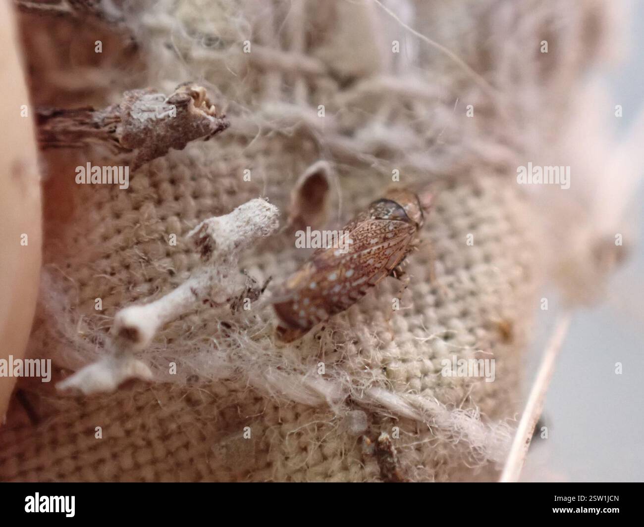 Sharp-nosed Leafhopper (Scaphytopius acutus), Insecta, Val Marie No. 17 ...