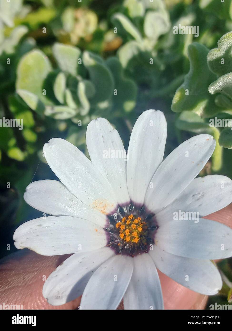 trailing African daisy (Dimorphotheca fruticosa), Plantae, Mitchells ...
