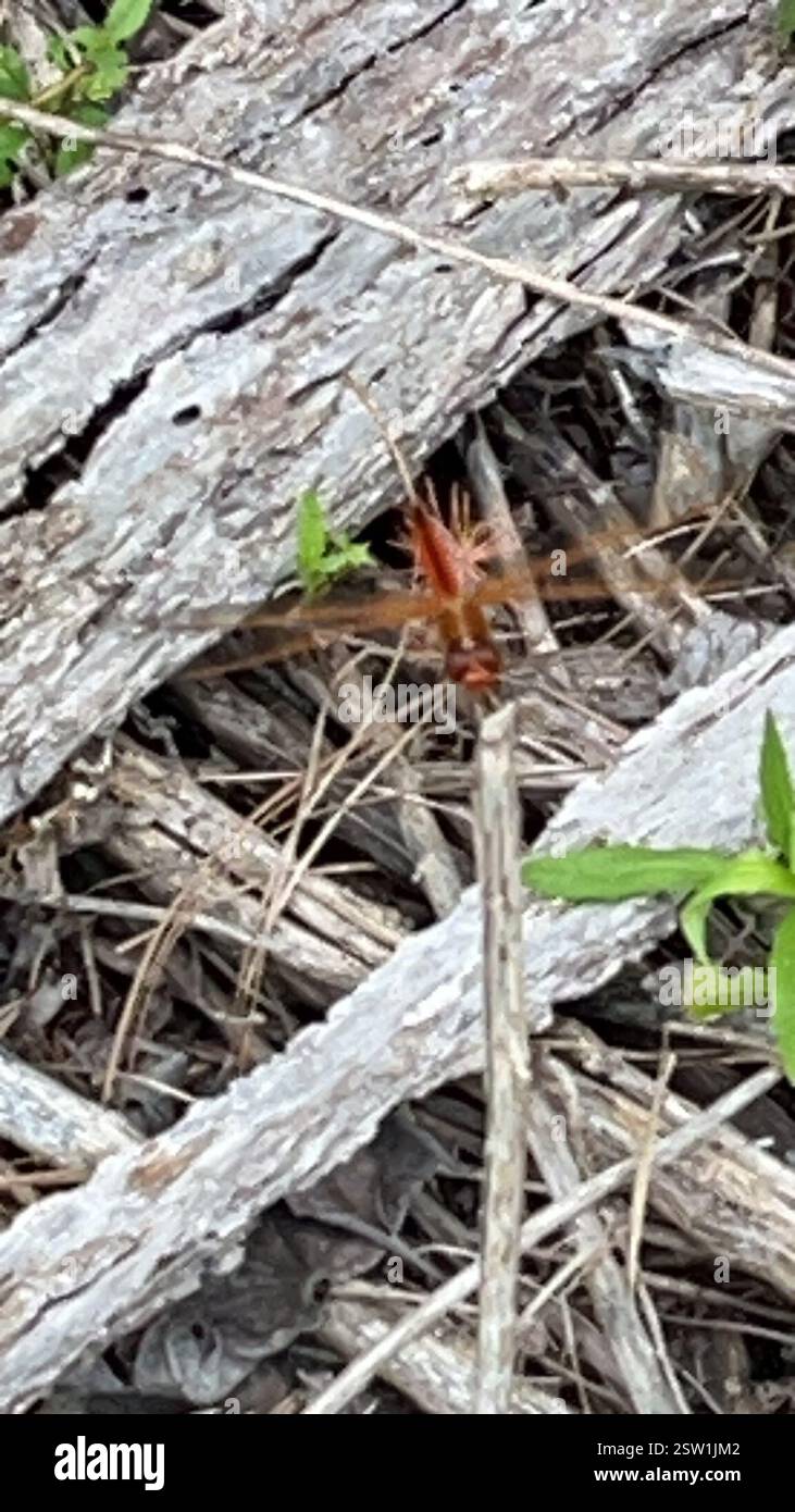 Chasers and King Skimmers (Libellula), Insecta, Sam Houston Jones State ...