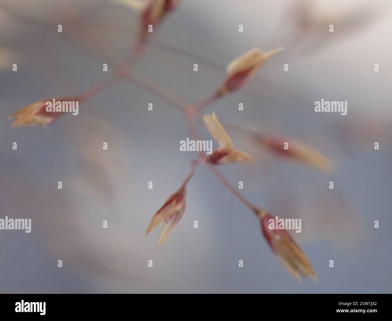 (Poeae), Plantae, Utrechtse Heuvelrug National Park, Leersum, Utrecht ...