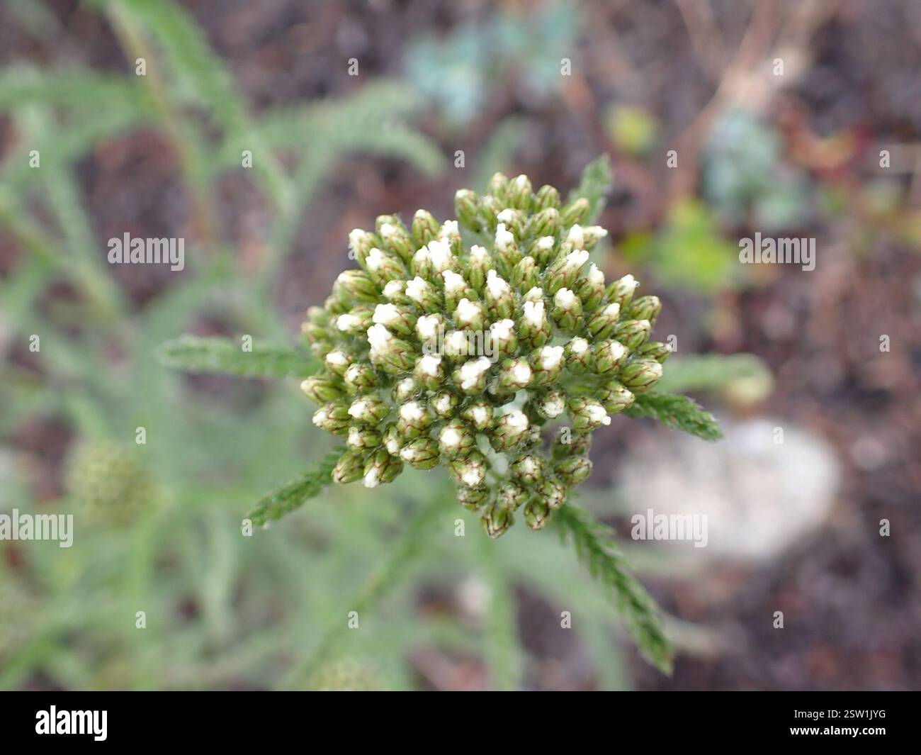 common yarrow (Achillea millefolium), Plantae, West Vancouver, BC ...