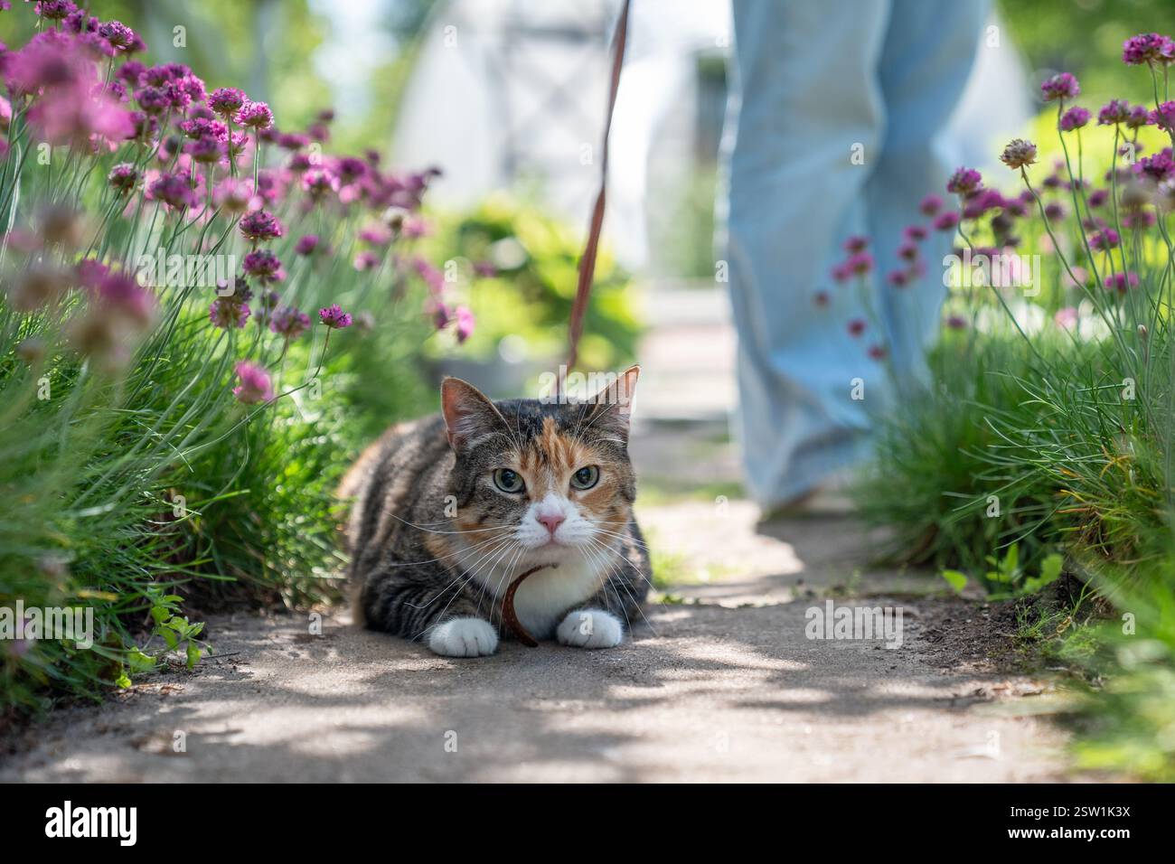 Three-colored serious cat on leash presses to ground among plants ...