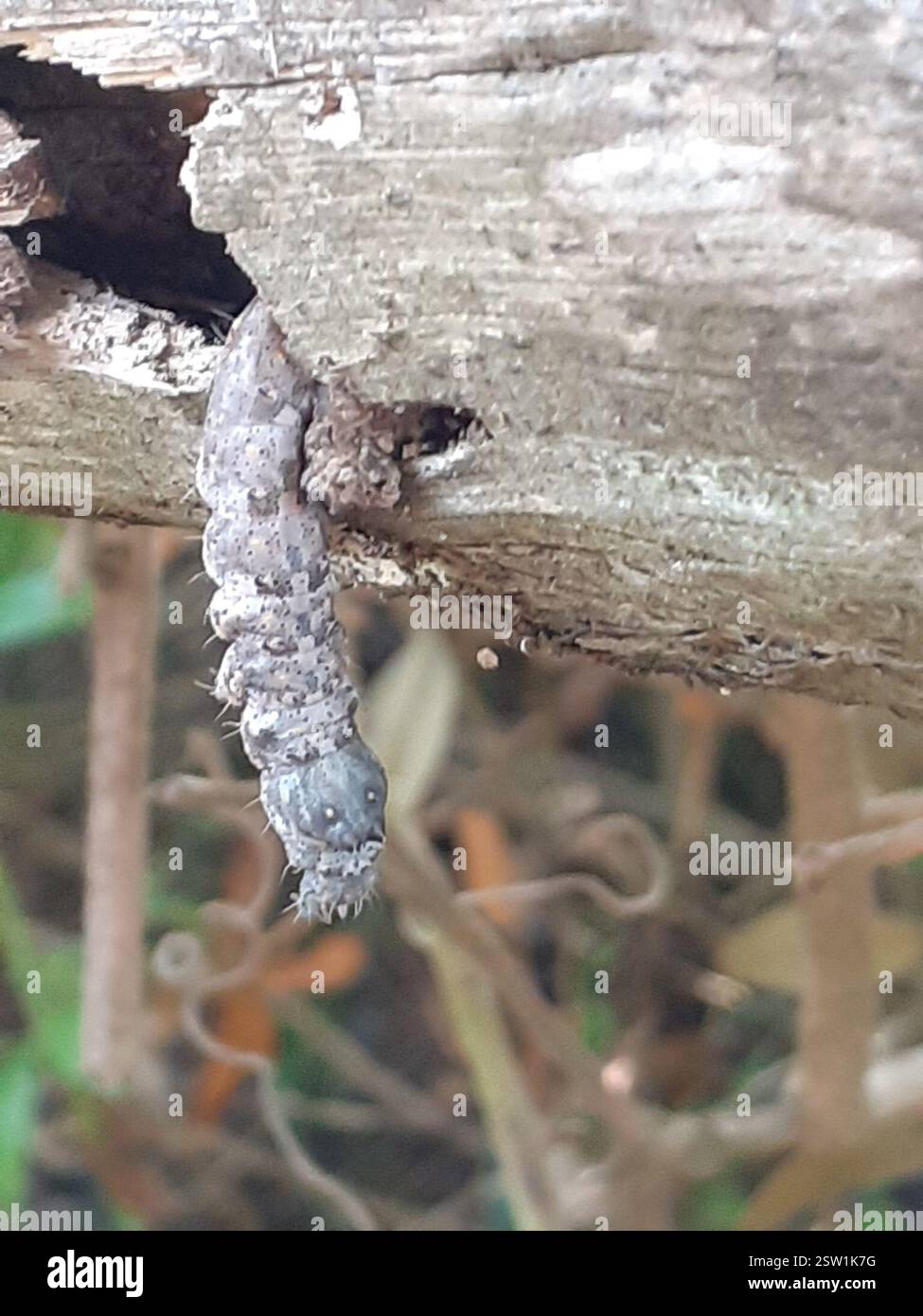 Owlet Moths and Allies (Noctuoidea), Insecta, Città metropolitana di ...