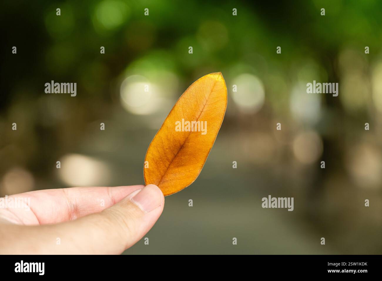 Golden Leaf in Hand Against Blurred Green Background: A Symbol of ...