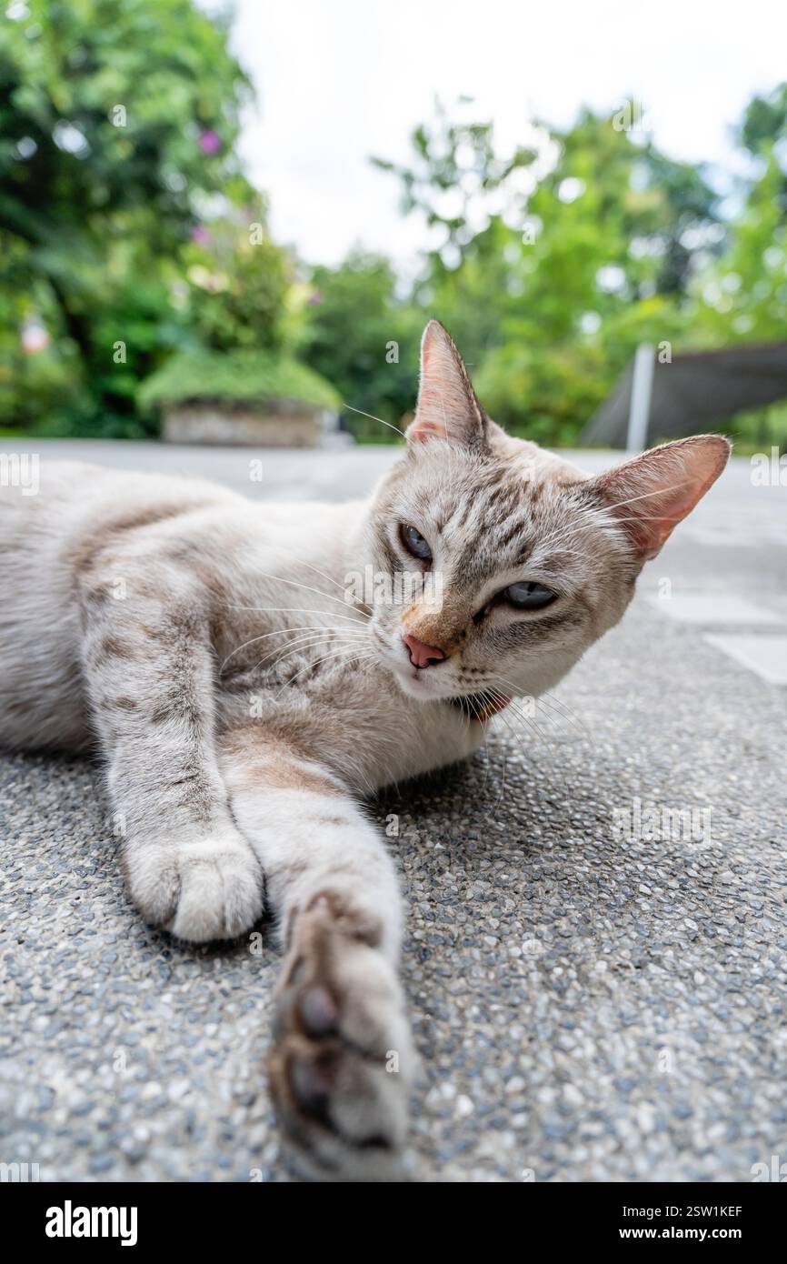 Playful Blue-Eyed Cat Reaching Out with Paw on Stone Tiles in Lush ...