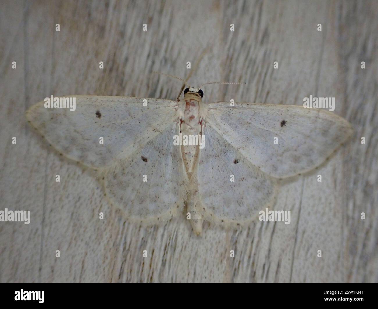 Small Fan-footed Wave (Idaea biselata), Insecta, 8 Millcroft Road ...