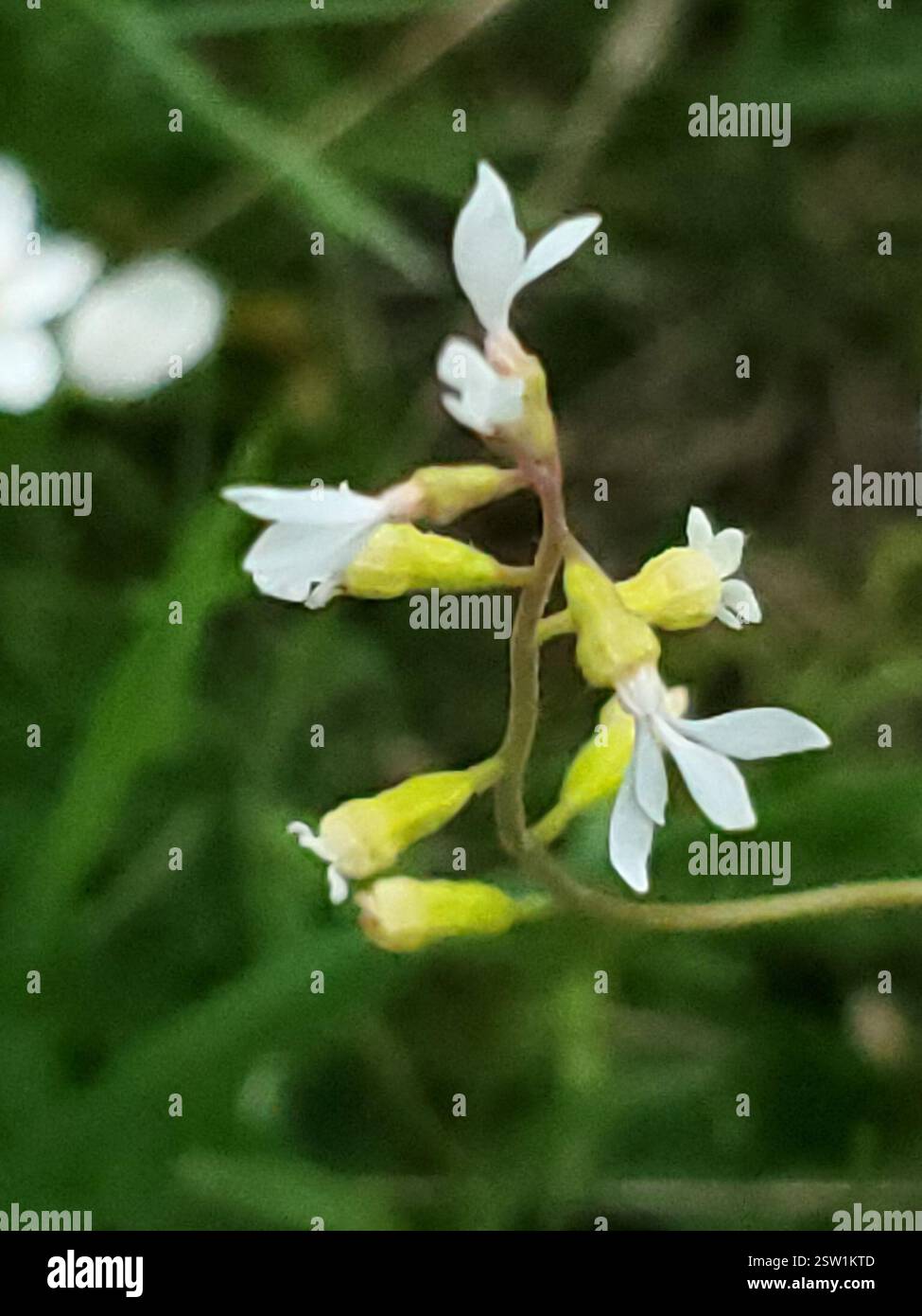 William's Conimitella (Conimitella williamsii), Plantae, Fergus County ...