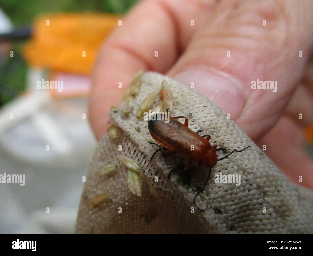 Common Red Soldier Beetle (Rhagonycha fulva), Insecta, New Tank Hill Rd ...