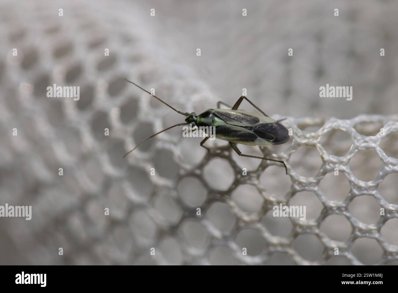 Two-spotted Grass Bug (Stenotus binotatus), Insecta, 40 Chem. de ...