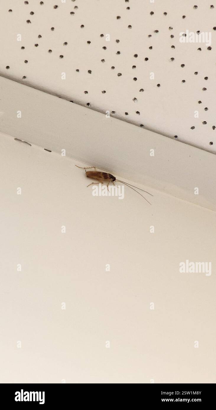 Cockroaches and Termites (Blattodea), Insecta, 106, Taiwan, Taipei City ...