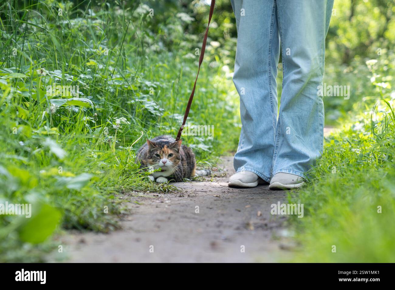 Stressed domestic cat on harness first time walking outdoors, afraid of ...