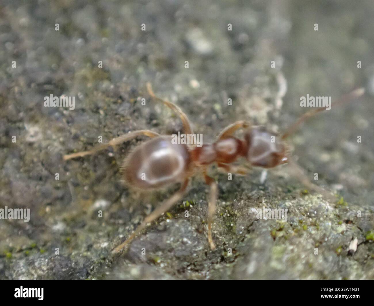 Turfgrass Ant (Lasius neoniger), Insecta, Belcarra, BC, Canada Stock ...