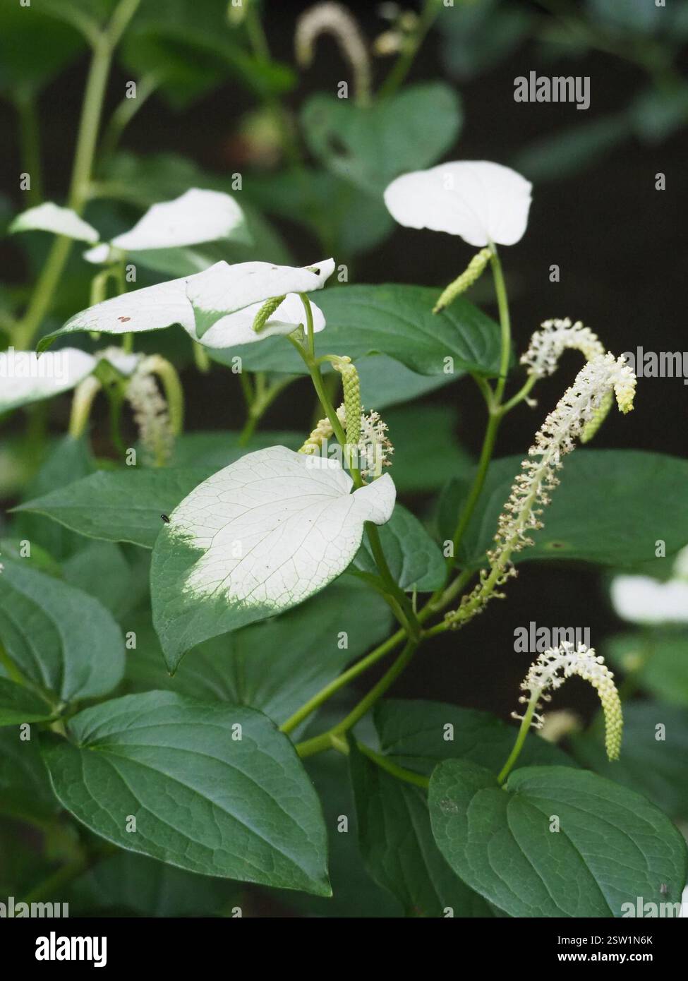 Asian Lizard's Tail (Saururus chinensis), Plantae, 台灣新北市 Stock Photo ...
