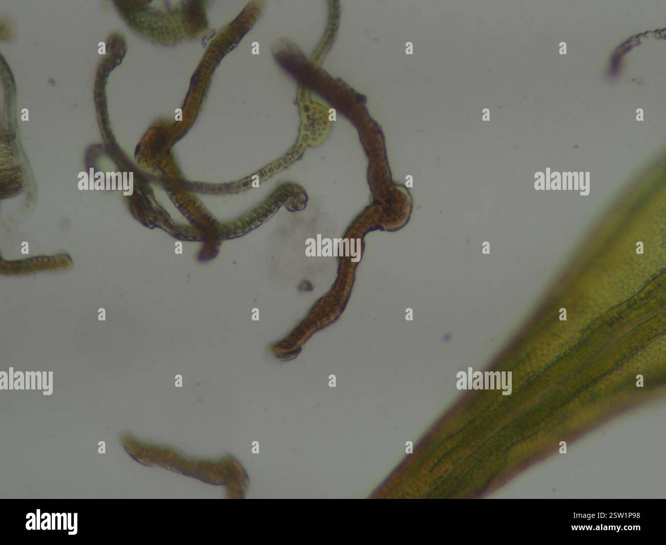 Steppe Screw-Moss (Syntrichia caninervis), Plantae, Stikine Region, BC ...