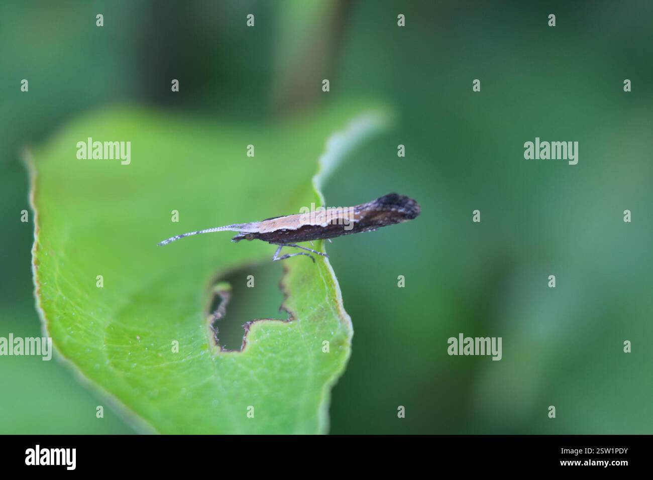 Diamondback Moth (Plutella xylostella), Insecta, Middlesex County, ON ...