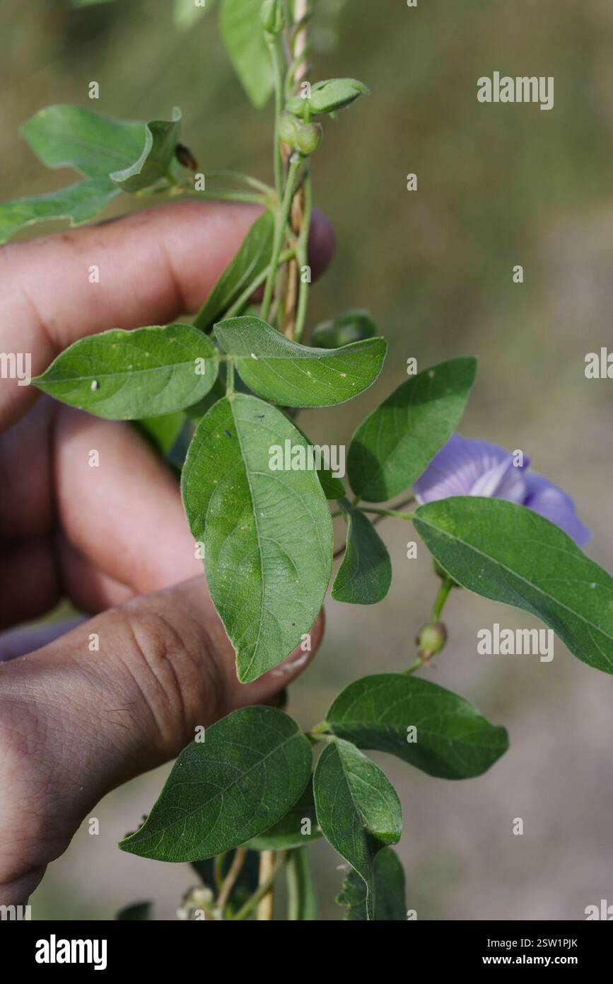 soft butterfly-pea (Centrosema molle), Plantae, Queensland, AU Stock ...