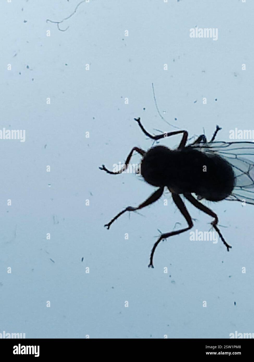 Muscoid Flies (Muscoidea), Insecta, Morrisons Carlisle Kingstown Road ...