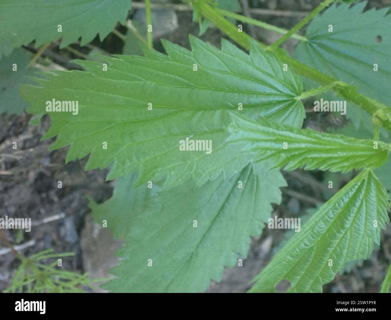 nettles (Urtica), Plantae, Thompson-Nicola, BC, Canada Stock Photo - Alamy