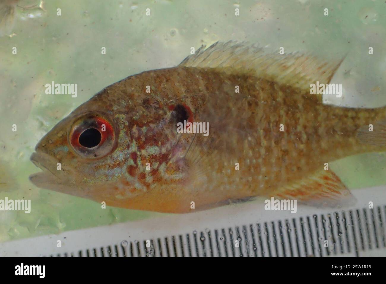 Northern Sunfish (Lepomis peltastes), Actinopterygii, Kenora District ...