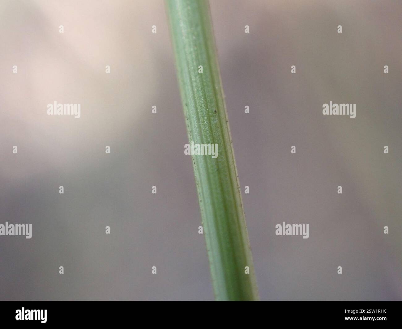 (Poeae), Plantae, Utrechtse Heuvelrug National Park, Leersum, Utrecht ...