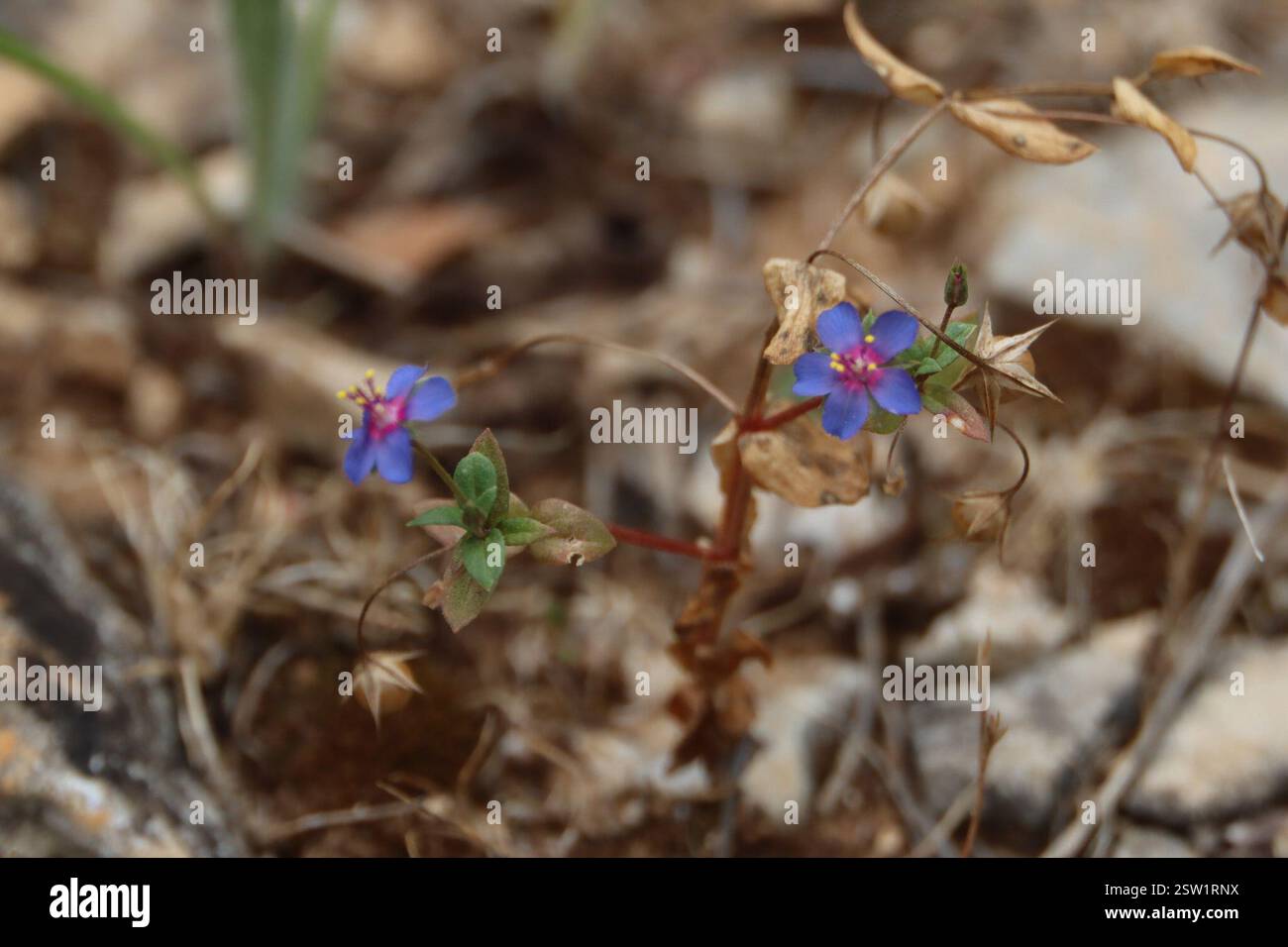 Foemina Blue Pimpernel (Lysimachia foemina), Plantae, Vis, Splitsko ...