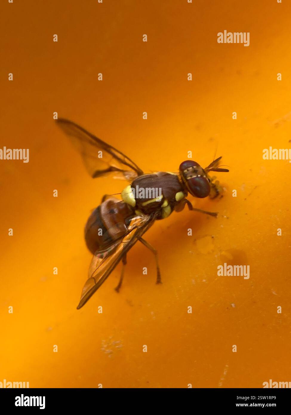 Oriental Fruit Fly (Bactrocera dorsalis), Insecta, Thiès, SN Stock ...