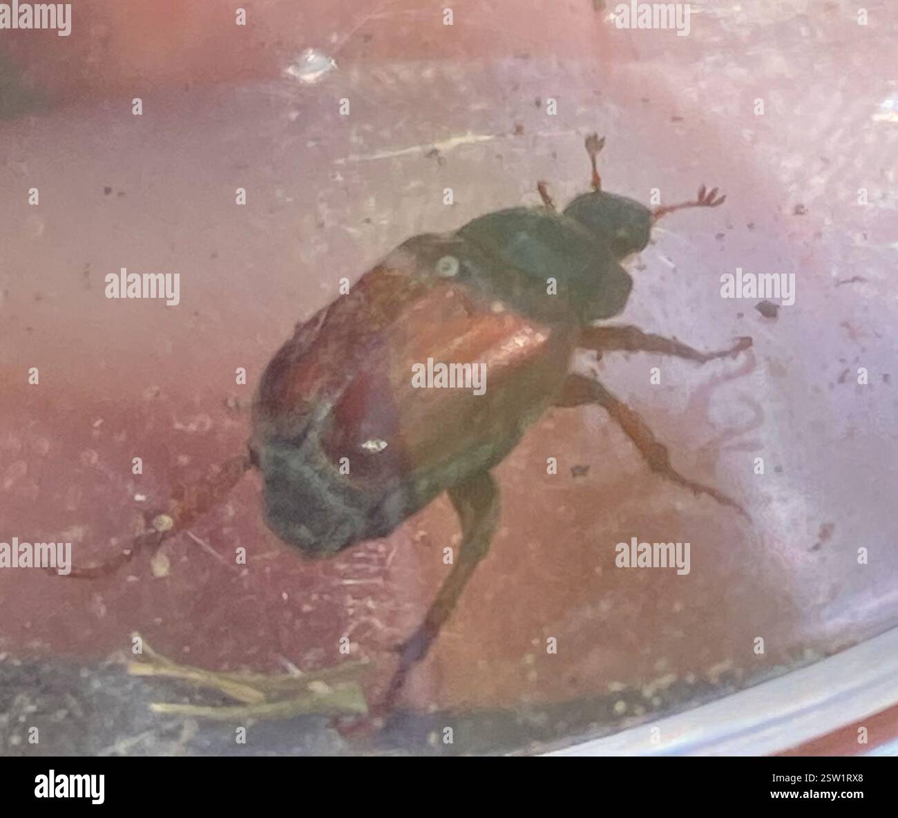 Welsh Chafer (Hoplia philanthus), Insecta, Silver St, Dursley, England ...