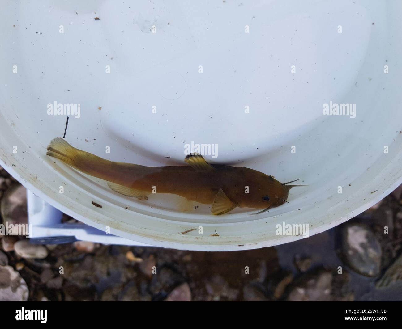 Margined Madtom (Noturus insignis), Actinopterygii, Bucks County, PA ...