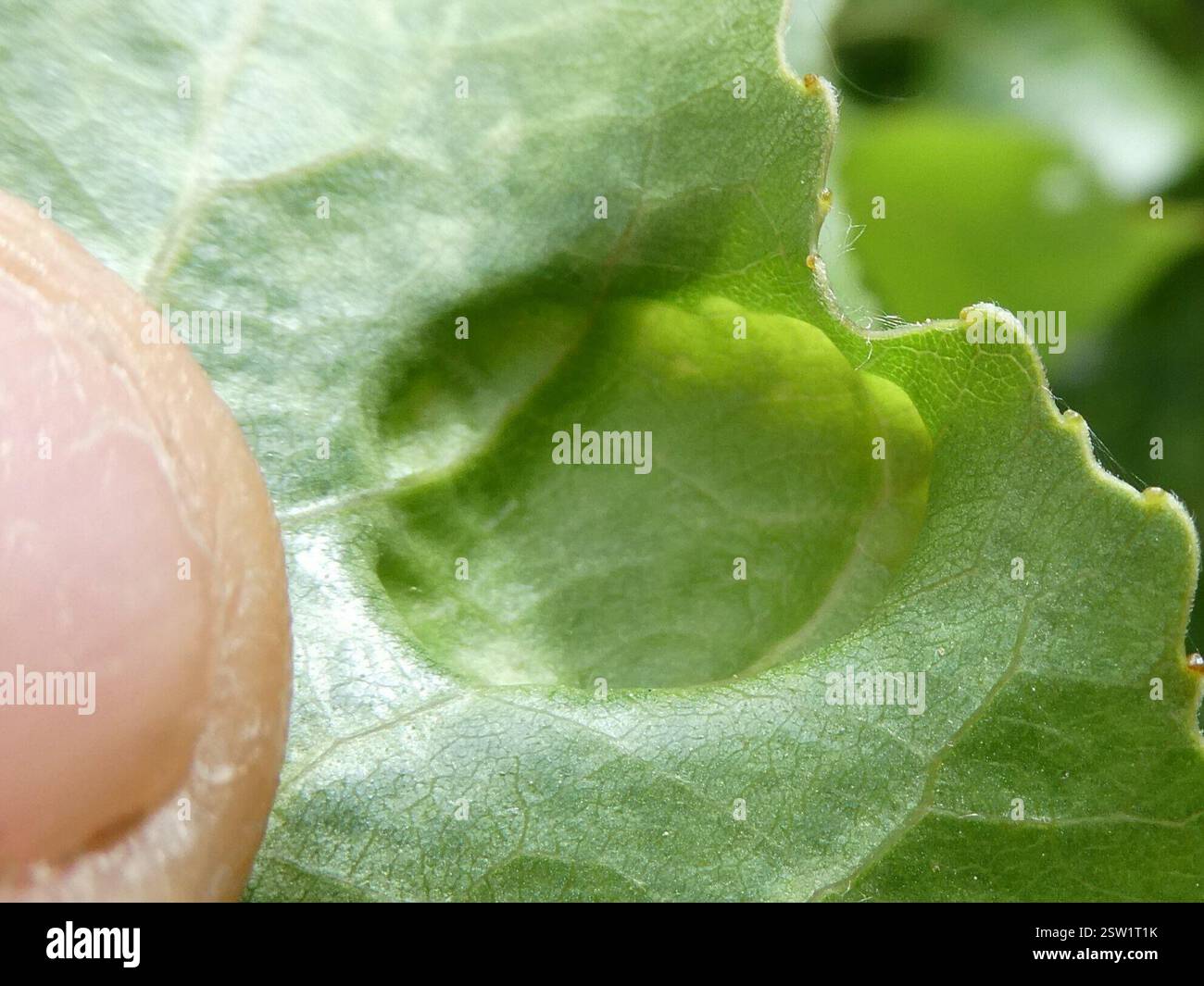 Poplar Leaf Curl (Taphrina populina), Fungi, Bolton, VT, USA, On ...