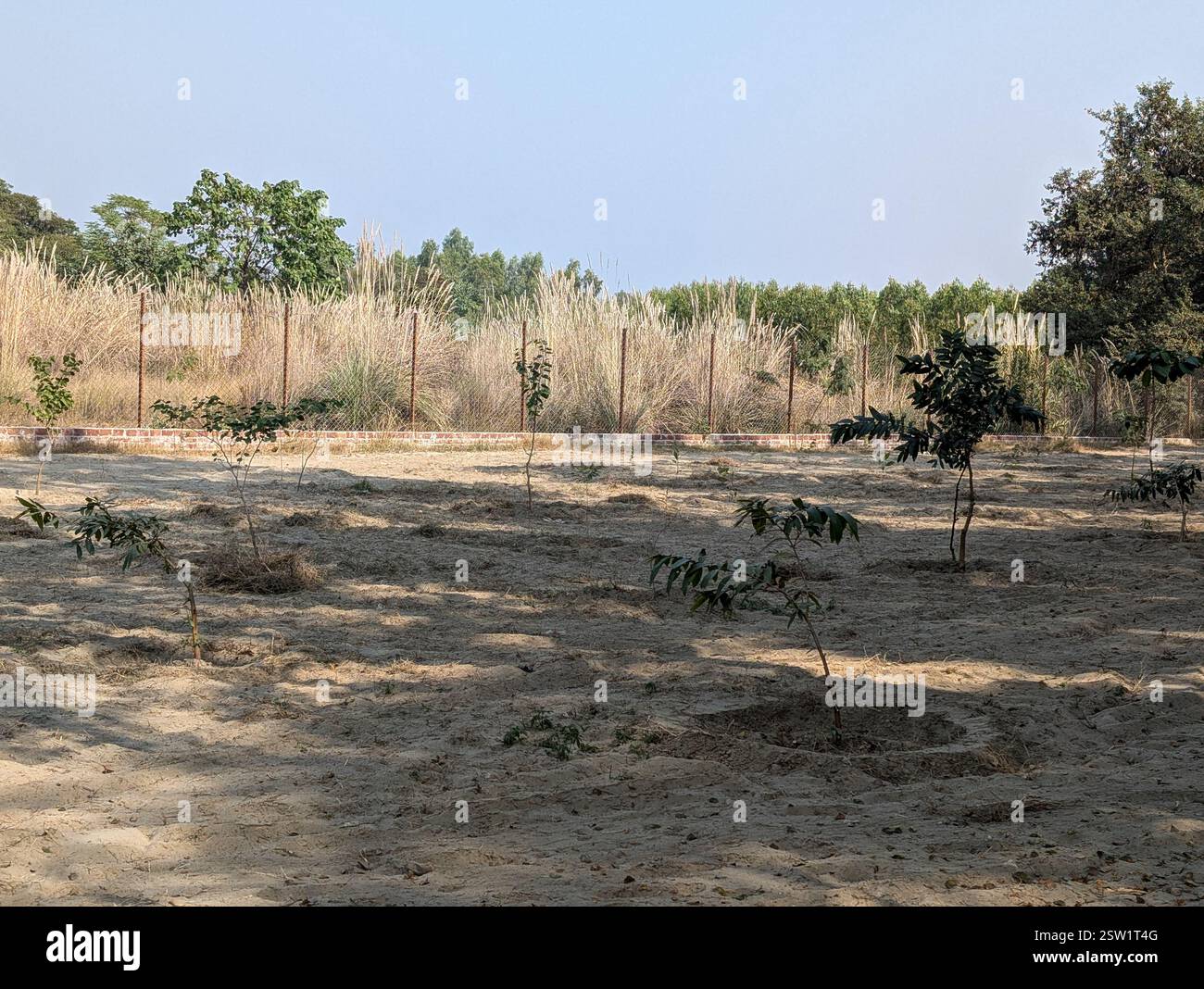 Tree plantation on a sandy river bed in India, showcasing an effort to ...