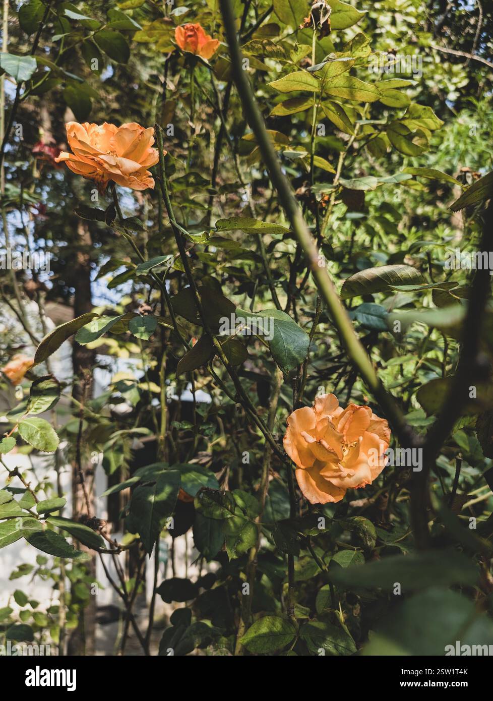An orange rose blooming in an Indian botanical garden, showcasing ...
