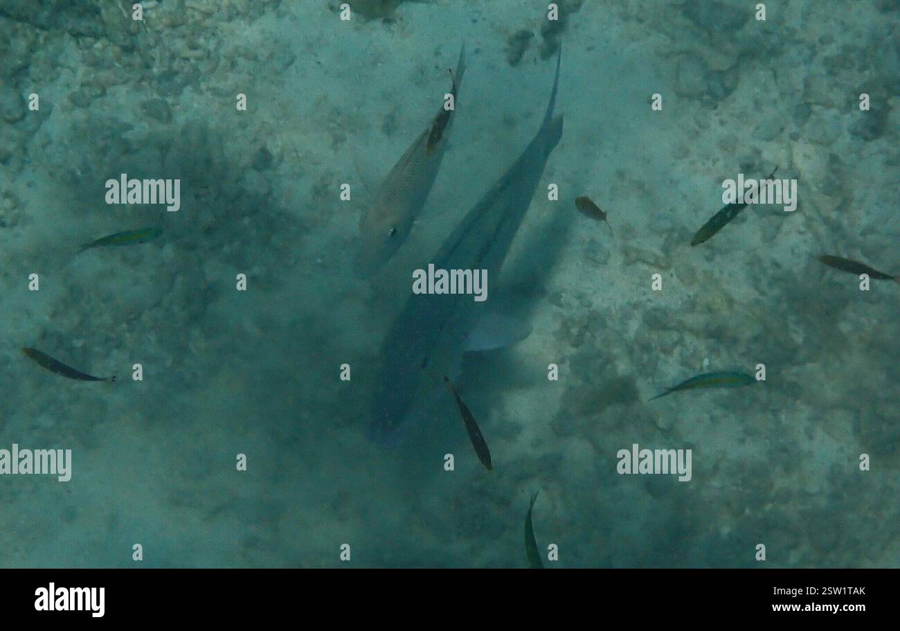 Dot-and-dash Goatfish (Parupeneus barberinus), Actinopterygii, Ko Haa ...