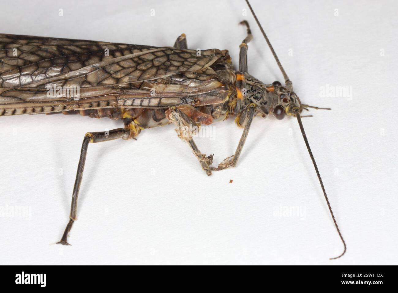 American Salmonfly (Pteronarcys dorsata), Insecta, Kakabeka Falls ...